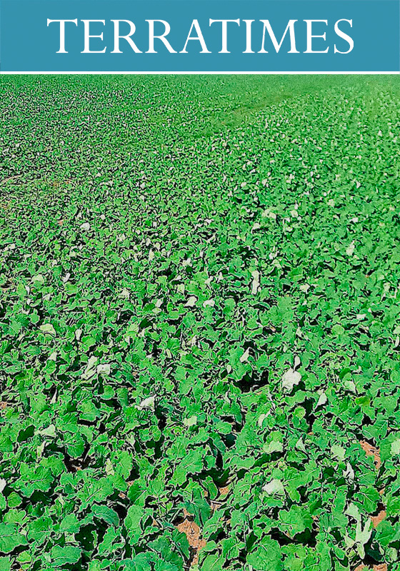 Winter oilseed rape: autumn nutrition program