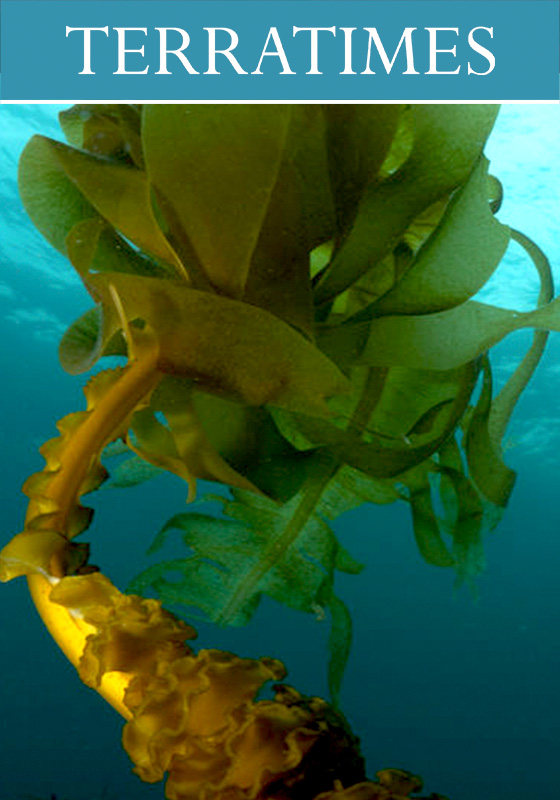 The best basis for a biostimulant