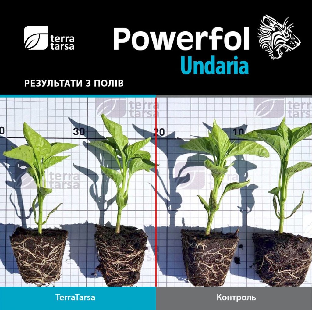 Undaria - field trials!