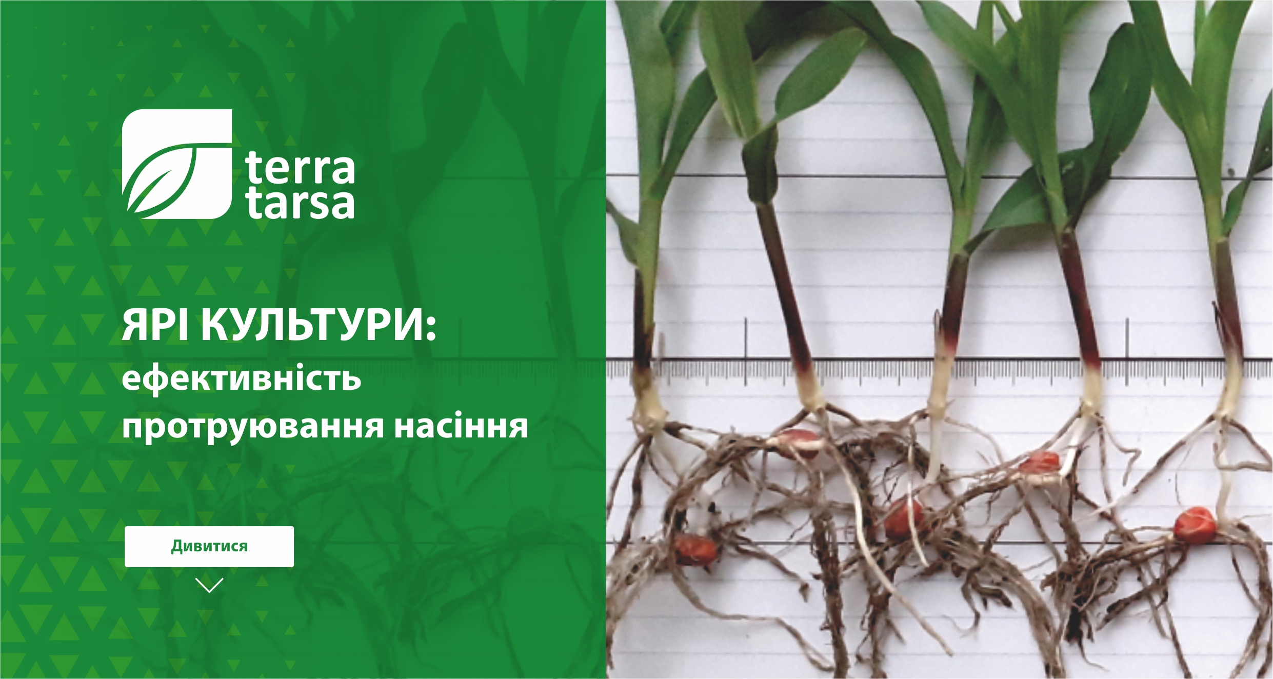 Effectiveness of seed treatment of spring crops